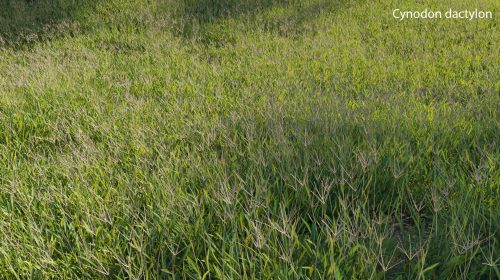 Bermuda grass - set 02 3D model - 3DTree