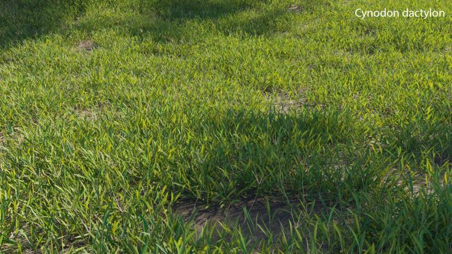Bermuda grass - set 03 3D model - 3DTree