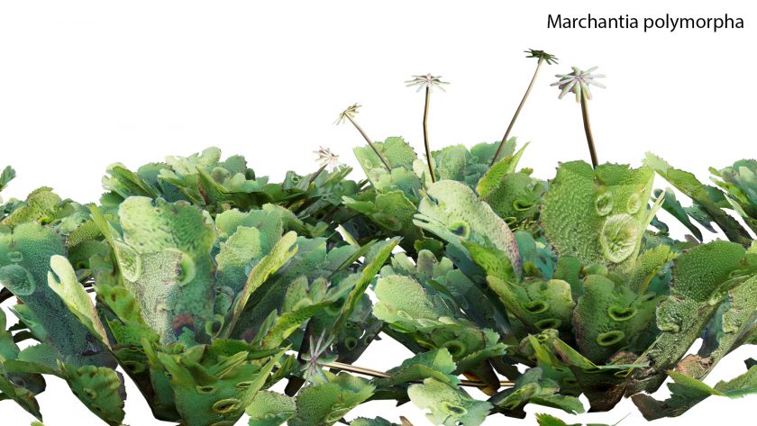 Marchantia polymorpha (3D model) - 3DTree