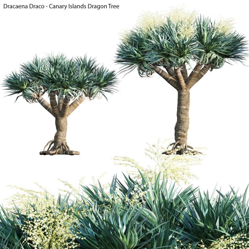 Dracaena Draco - Canary Islands Dragon Tree (3D Model) - 3DTree