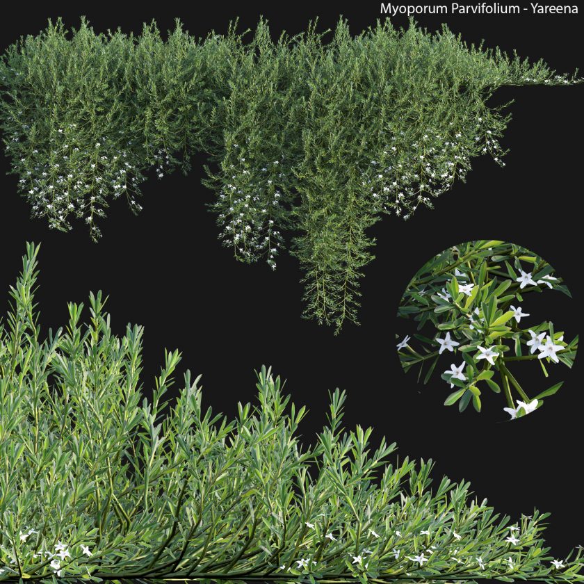 Myoporum Parvifolium - Yareena 02 (3D Model) - 3DTree