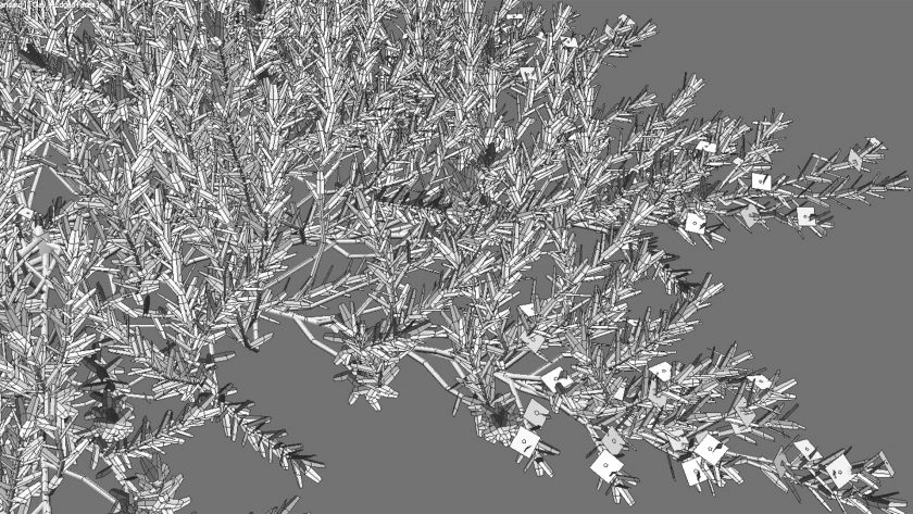 Myoporum Parvifolium - Yareena 02 (3D Model) - 3DTree