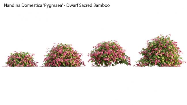 Nandina Domestica 'Pygmaea' - Dwarf Sacred Bamboo (3D Model)