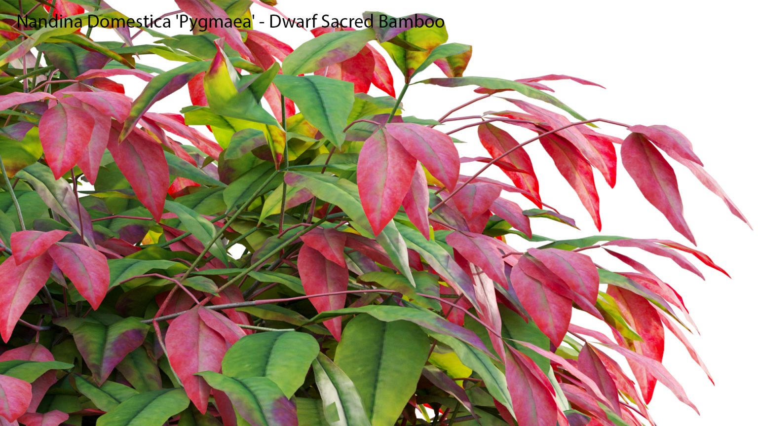 Nandina Domestica 'Pygmaea' - Dwarf Sacred Bamboo (3D Model)