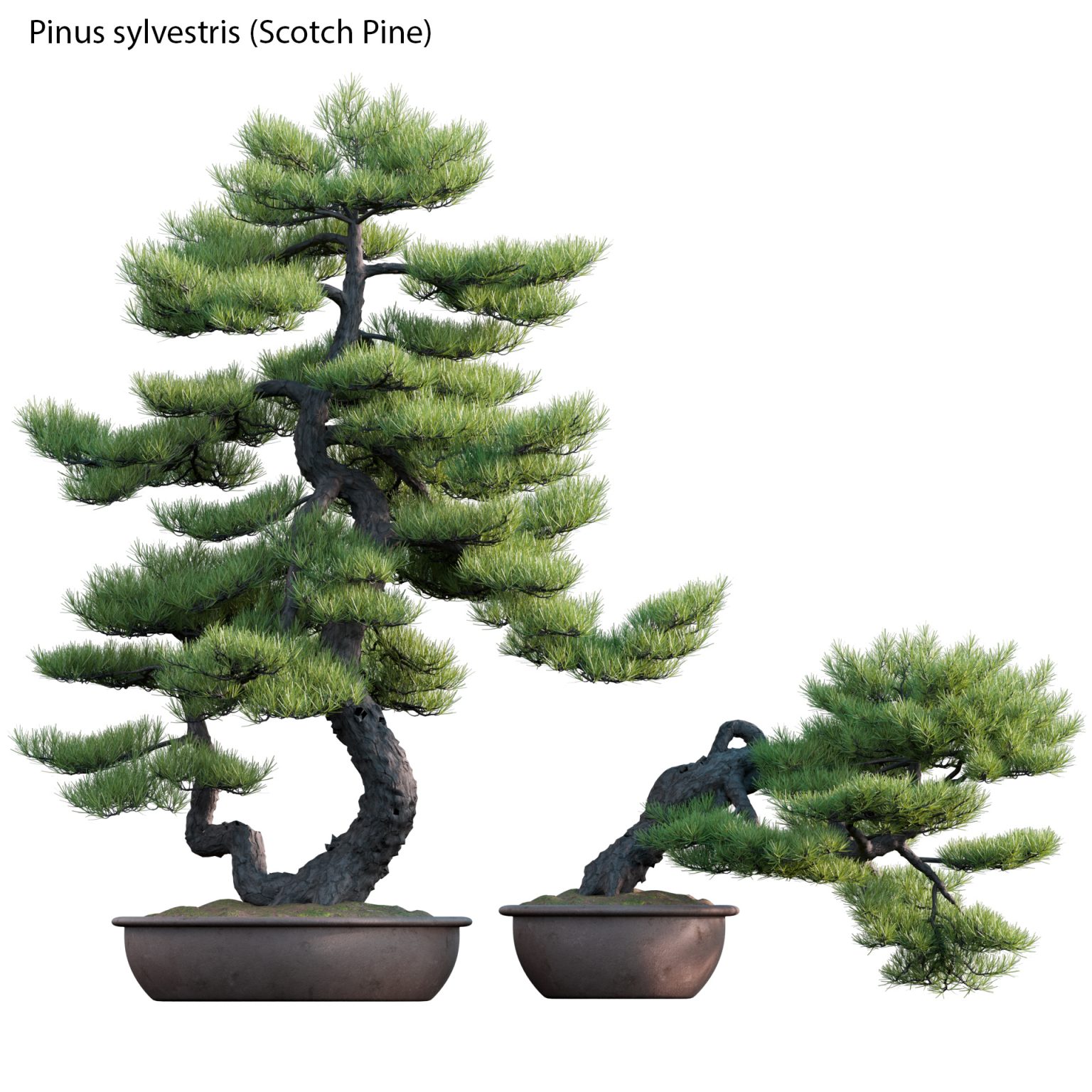 Pinus sylvestris - Scotch Pine - Pine bonsai - 01 (3D Model) - 3DTree