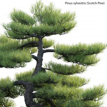 Pinus sylvestris - Scotch Pine - Pine bonsai - 01 (3D Model) - 3DTree