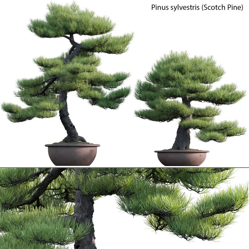 Pinus sylvestris - Scotch Pine - Pine bonsai - 02 (3D Model) - 3DTree