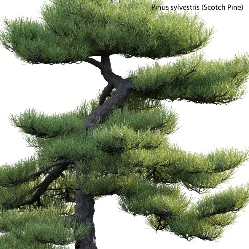 Pinus sylvestris - Scotch Pine - Pine bonsai - 02 (3D Model) - 3DTree