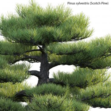 Pinus sylvestris - Scotch Pine - Pine bonsai - 03 (3D Model) - 3DTree