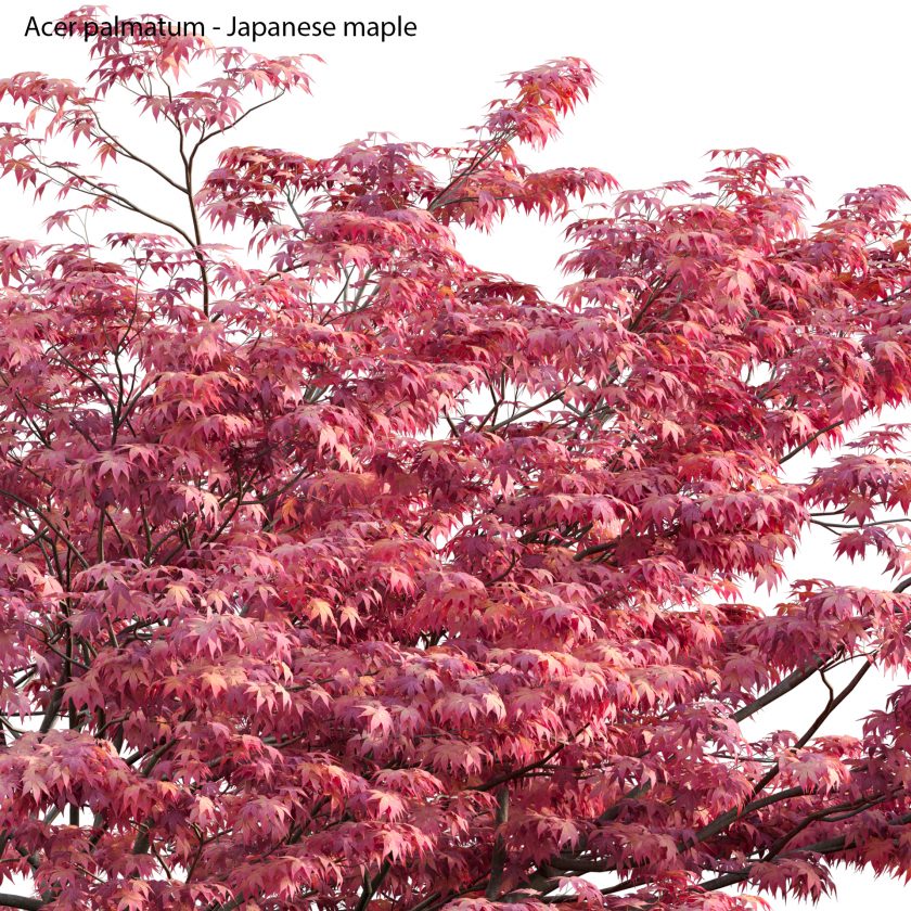 Acer Palmatum - Japanese Maple, Palmate Maple, Smooth Japanese Maple ...