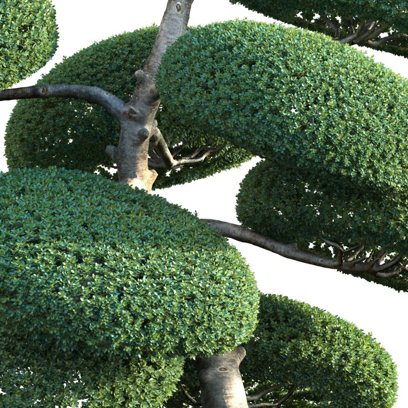 Ilex crenata - Box Leaved Holly - Japanese Holly - 03 (3D Model) - 3DTree