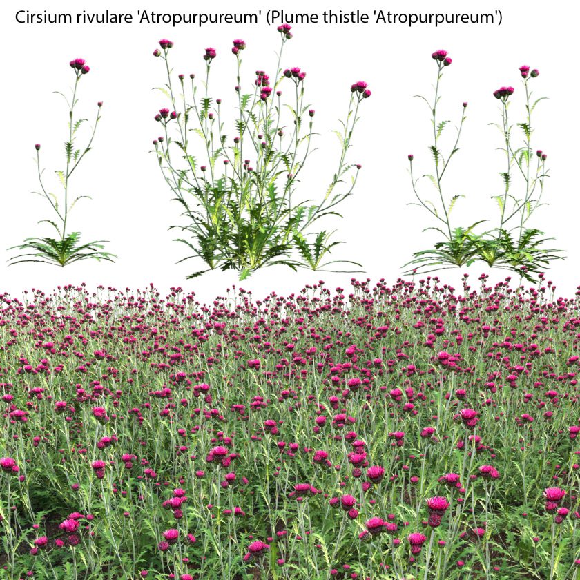 Cirsium rivulare Atropurpureum - Plume thistle Atropurpureum (3D Model)