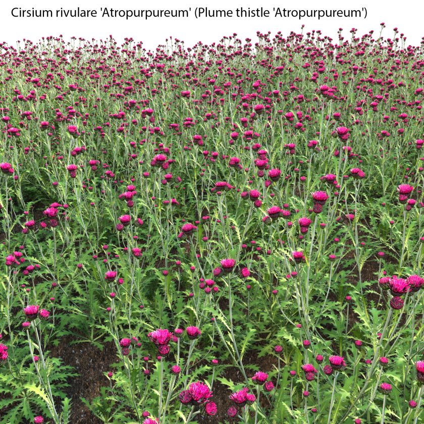 Cirsium rivulare Atropurpureum - Plume thistle Atropurpureum (3D Model)