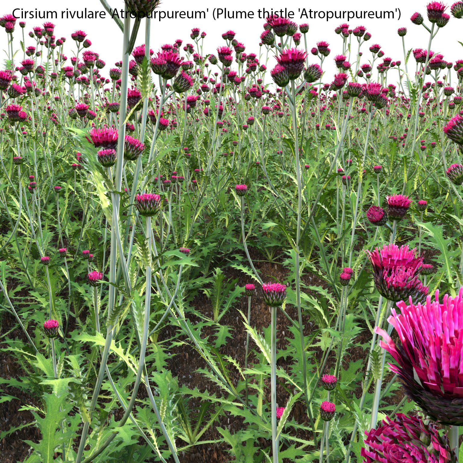 Cirsium rivulare Atropurpureum - Plume thistle Atropurpureum (3D Model)