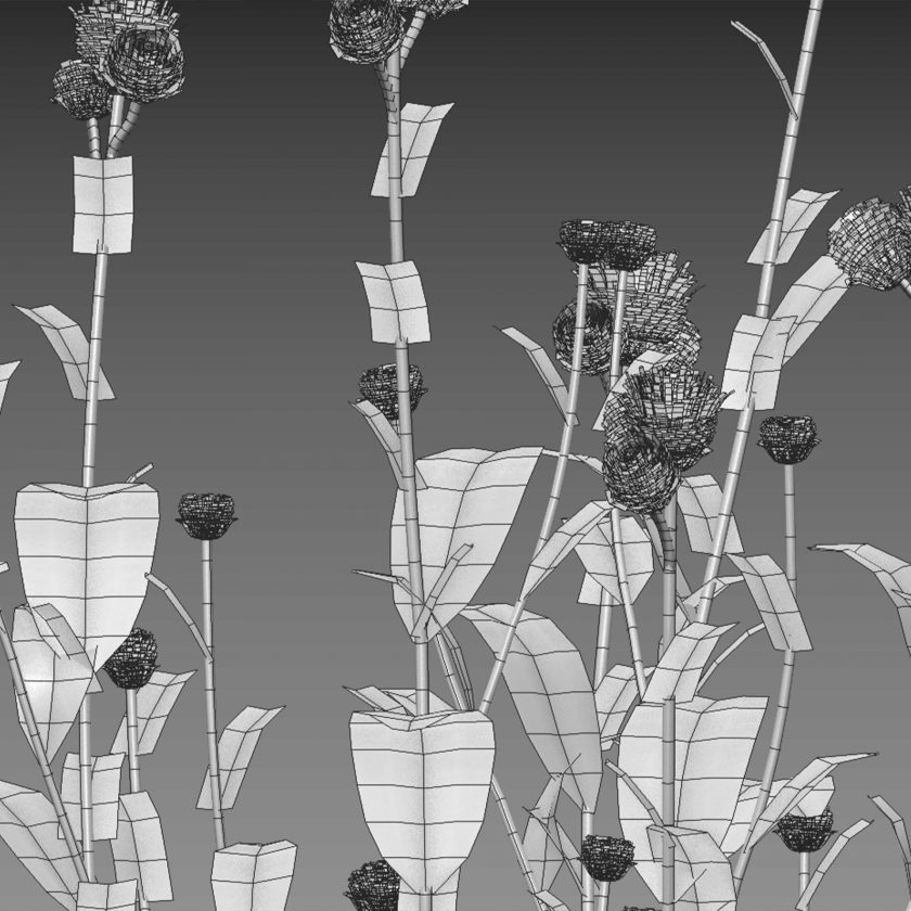 Cirsium rivulare Atropurpureum - Plume thistle Atropurpureum (3D Model)