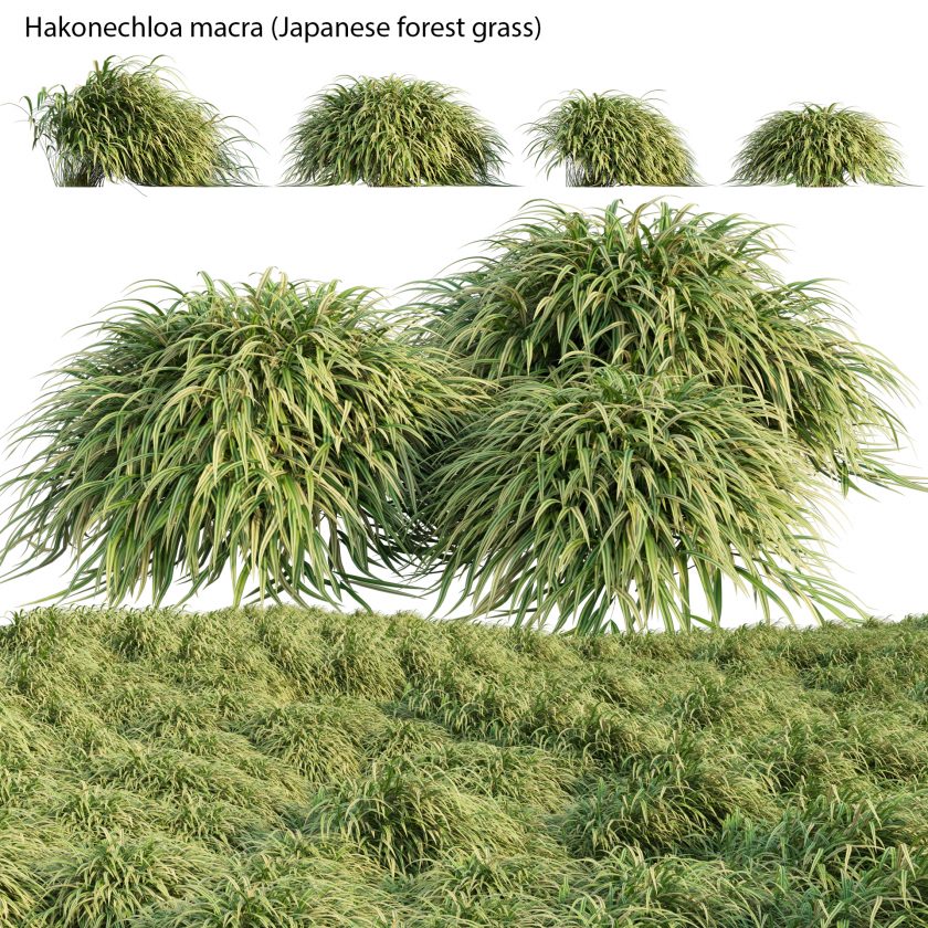 Hakonechloa macra - Japanese forest grass (3D Model) - 3DTree