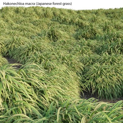 Hakonechloa macra - Japanese forest grass (3D Model) - 3DTree