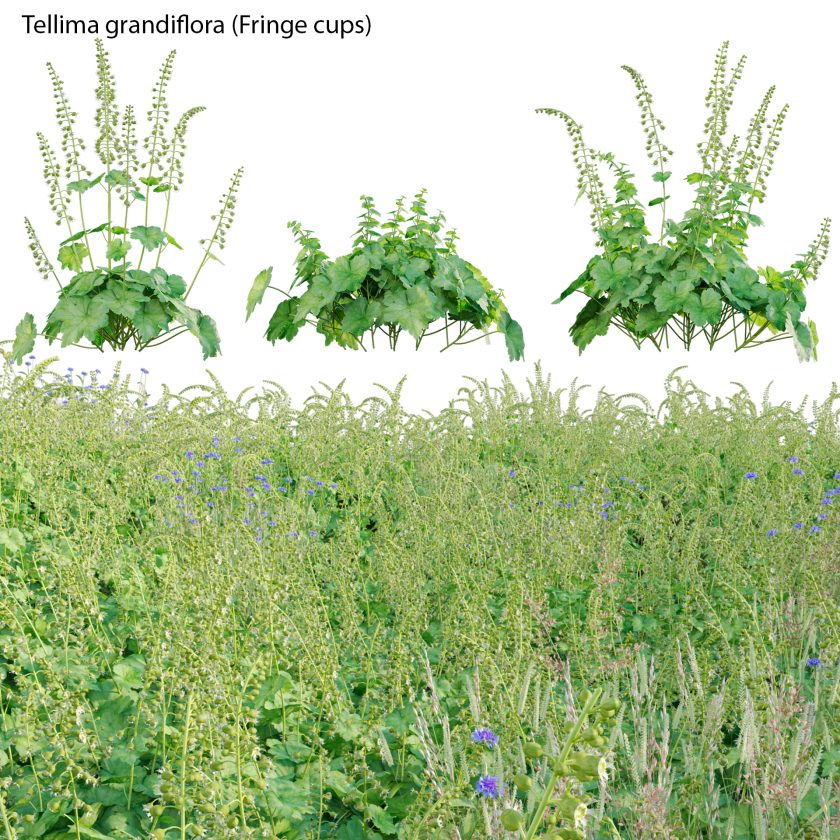 Tellima grandiflora - Fringe cups (3D Model) - 3DTree