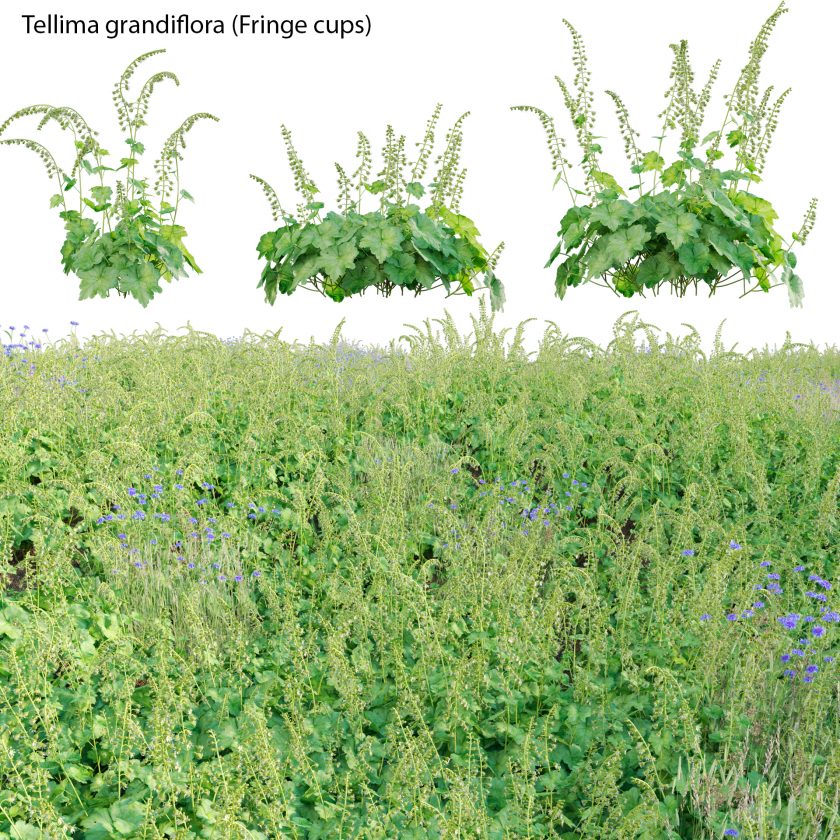 Tellima grandiflora - Fringe cups 02 (3D Model) - 3DTree