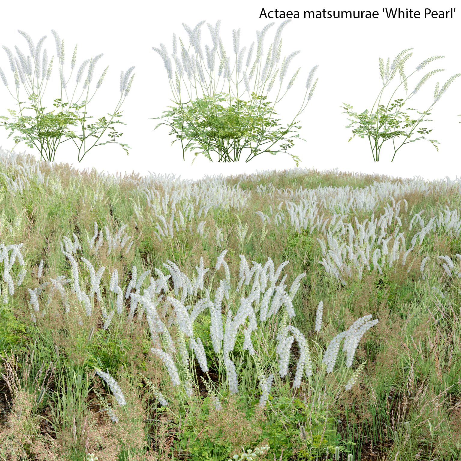 Actaea matsumurae - White Pearl (3D Model) - 3DTree