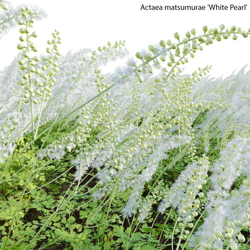 Actaea matsumurae - White Pearl (3D Model) - 3DTree