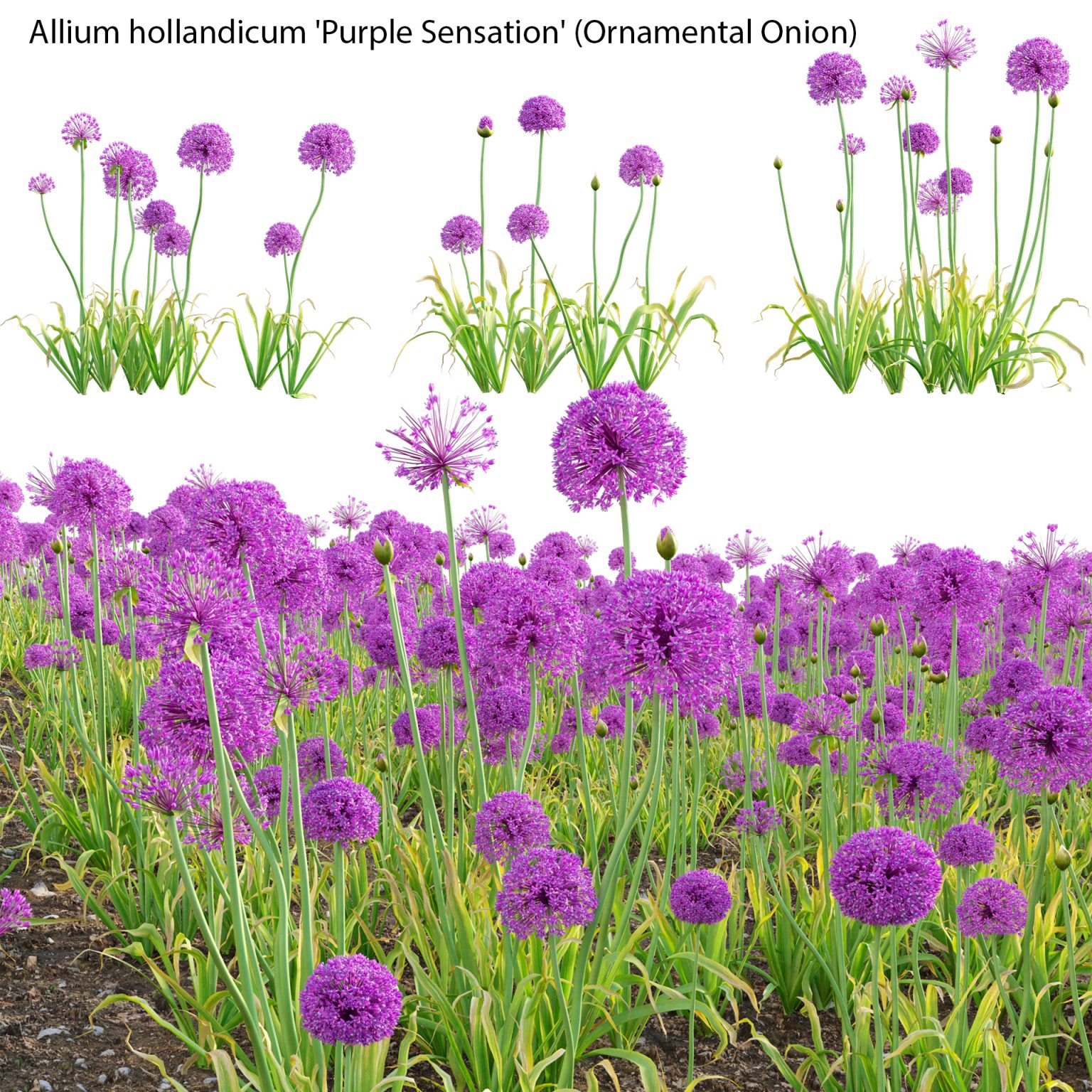 Collection 25 – Flower Garden (3D Model) - 3DTree