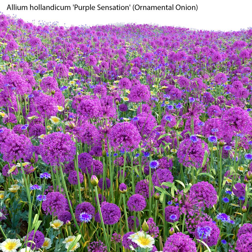 Allium hollandicum - Purple Sensation - Ornamental Onion (3D Model)