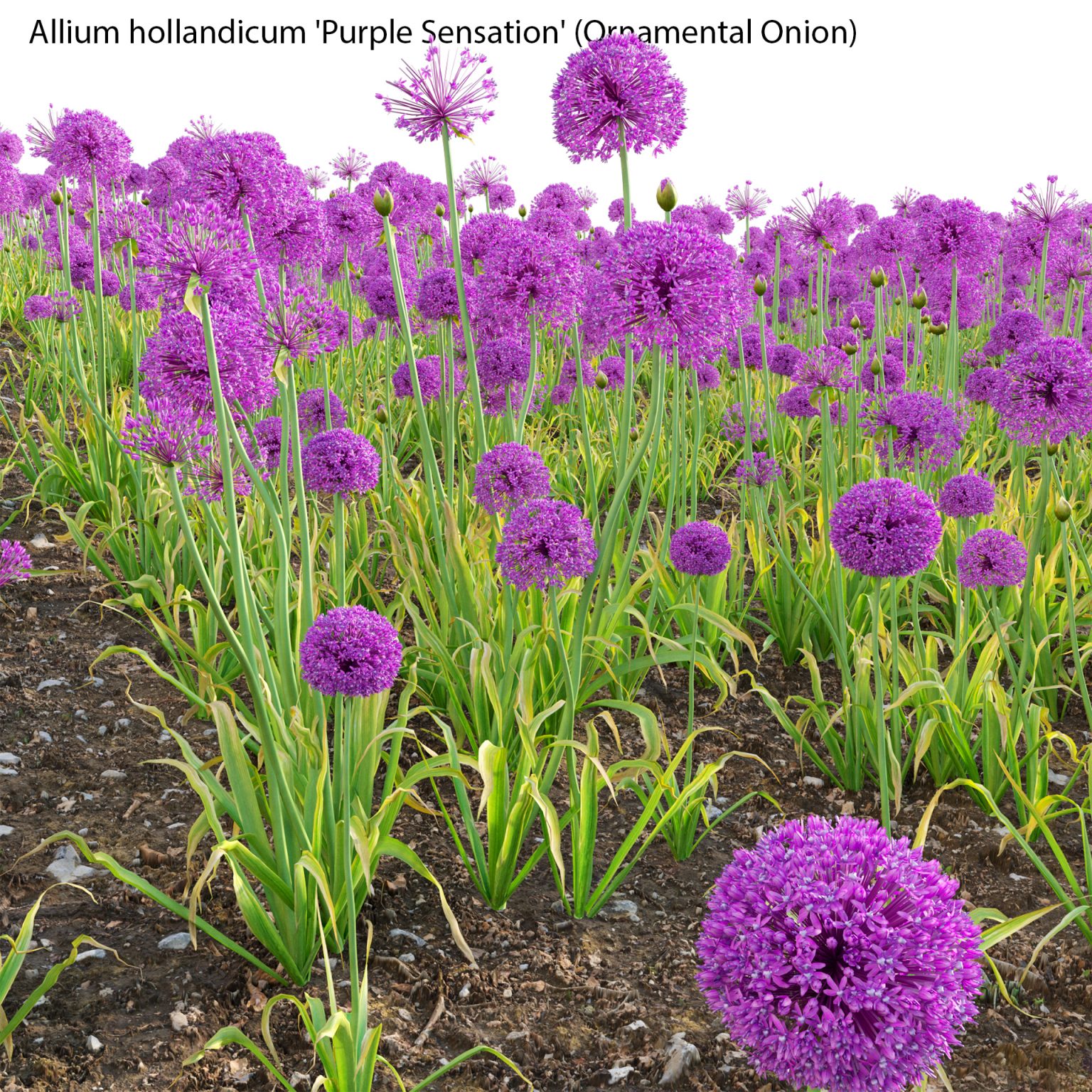 Allium hollandicum - Purple Sensation - Ornamental Onion (3D Model)