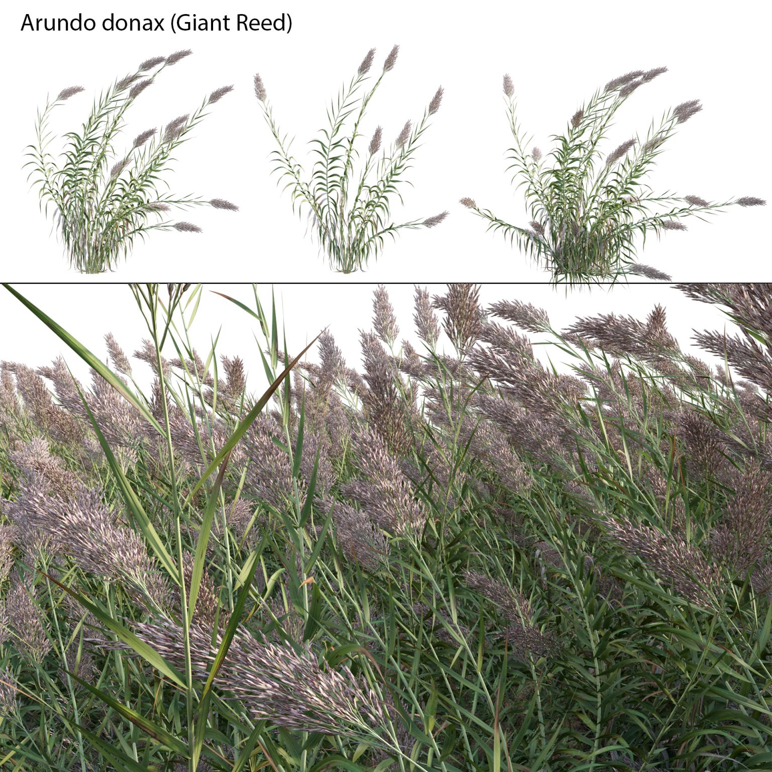 Arundo donax - Giant Reed - Spanish Reed (3D Model) - 3DTree