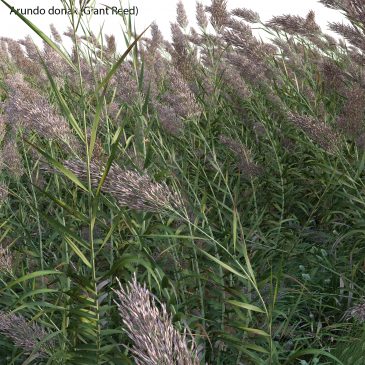 Arundo donax - Giant Reed - Spanish Reed (3D Model) - 3DTree