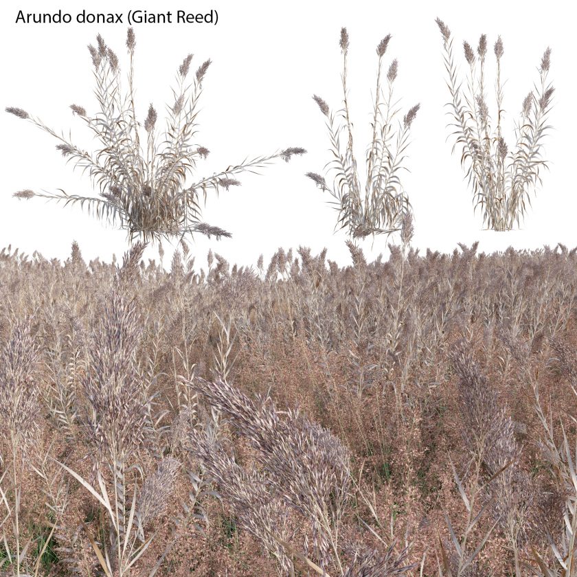 Arundo donax - Giant Reed - Spanish Reed 03 (3D Model) - 3DTree