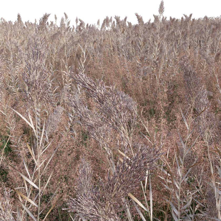 Arundo donax - Giant Reed - Spanish Reed 03 (3D Model) - 3DTree