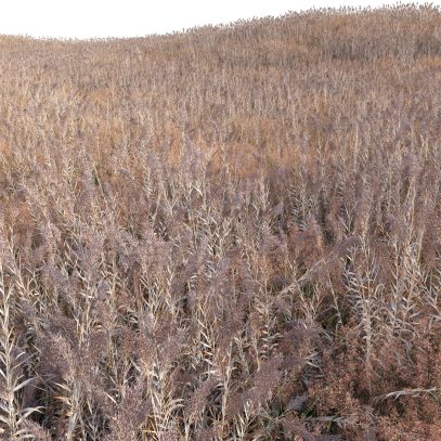 Arundo donax - Giant Reed - Spanish Reed 03 (3D Model) - 3DTree