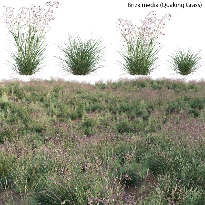 Briza media - Quaking Grass (3D Model) - 3DTree 3Ds Max, FBX,....