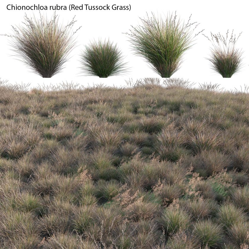 Chionochloa rubra - Red Tussock Grass (3D Model) - 3DTree