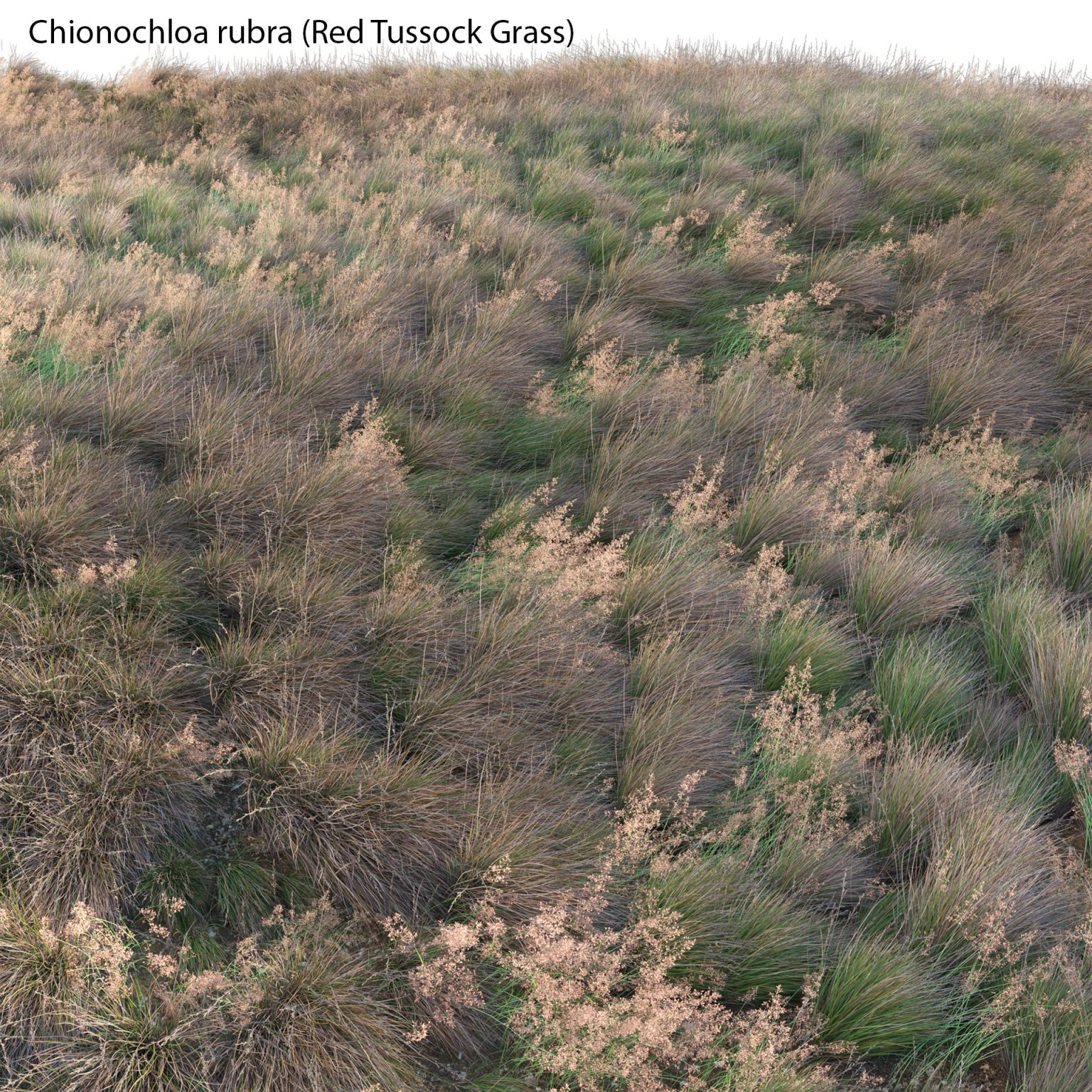 Chionochloa rubra - Red Tussock Grass 02 (3D Model) - 3DTree