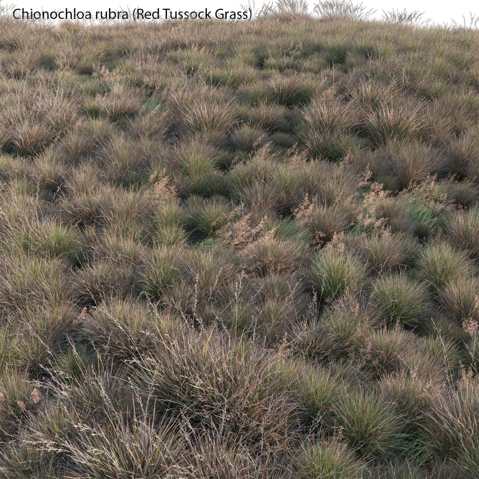 Chionochloa rubra - Red Tussock Grass (3D Model) - 3DTree