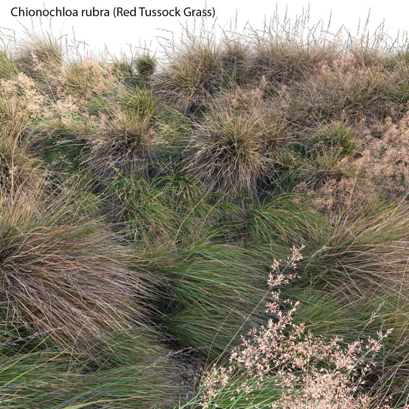 Chionochloa rubra - Red Tussock Grass (3D Model) - 3DTree