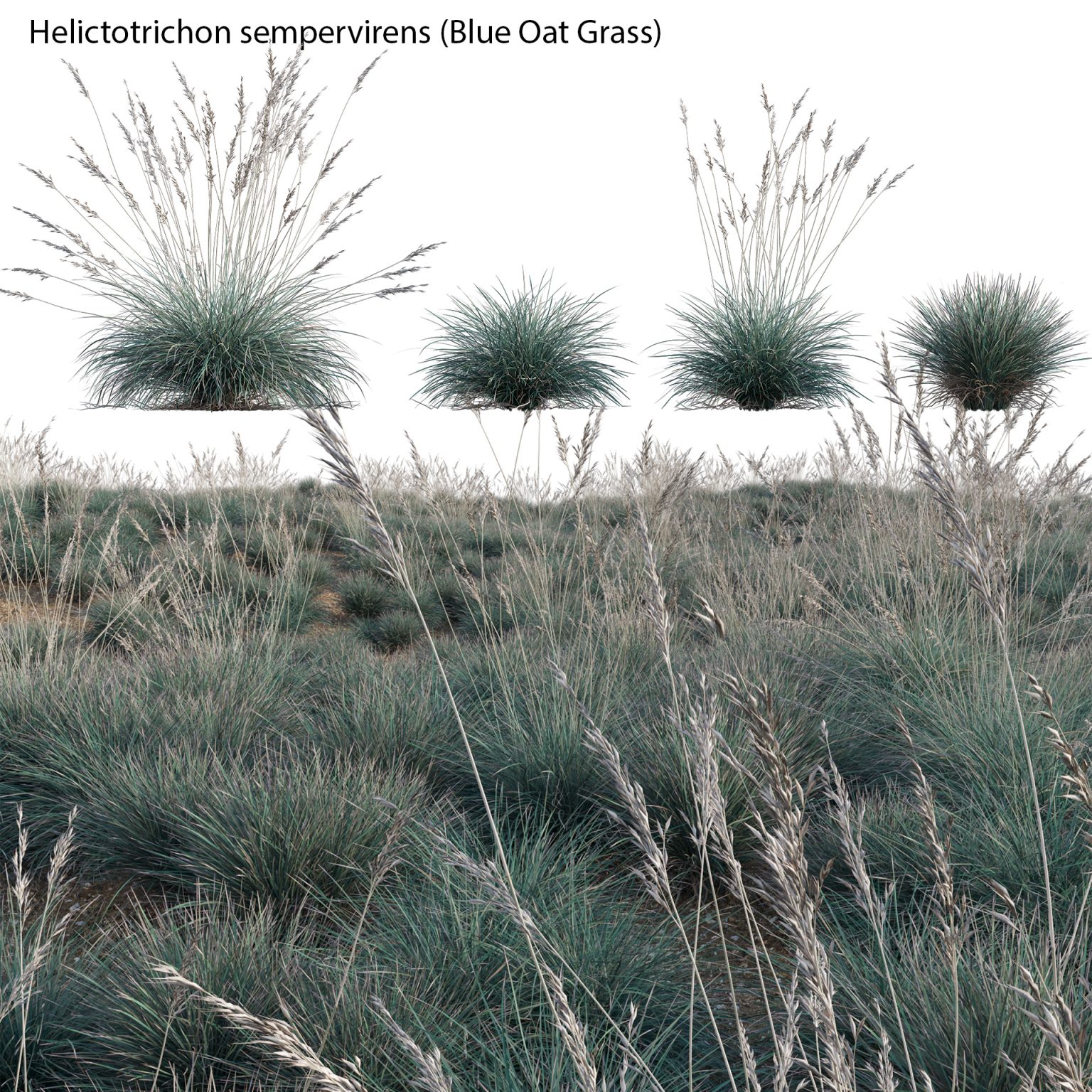 Helictotrichon sempervirens - Blue Oat Grass (3D Model) - 3DTree
