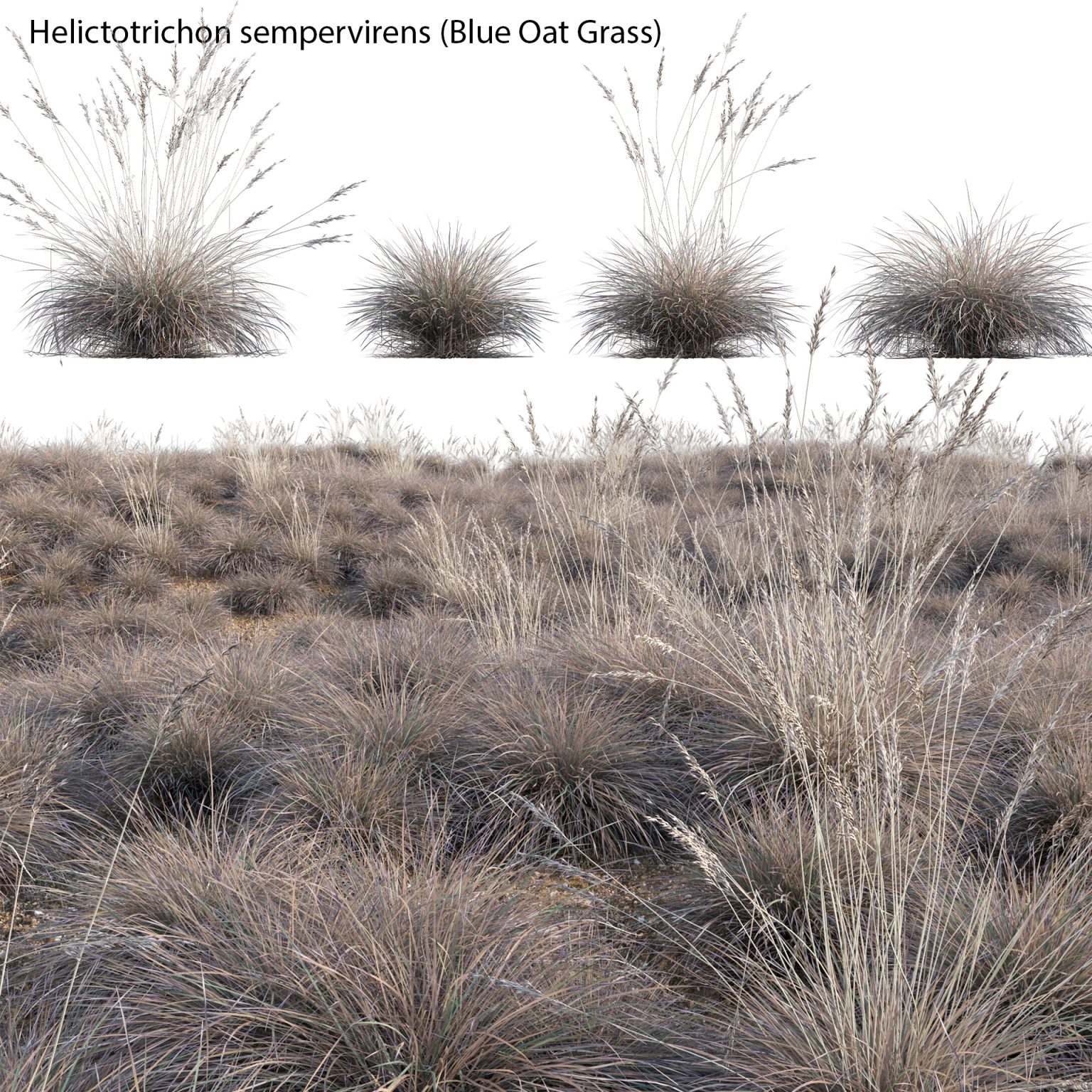 Helictotrichon sempervirens - Blue Oat Grass Dry (3D Model) - 3DTree