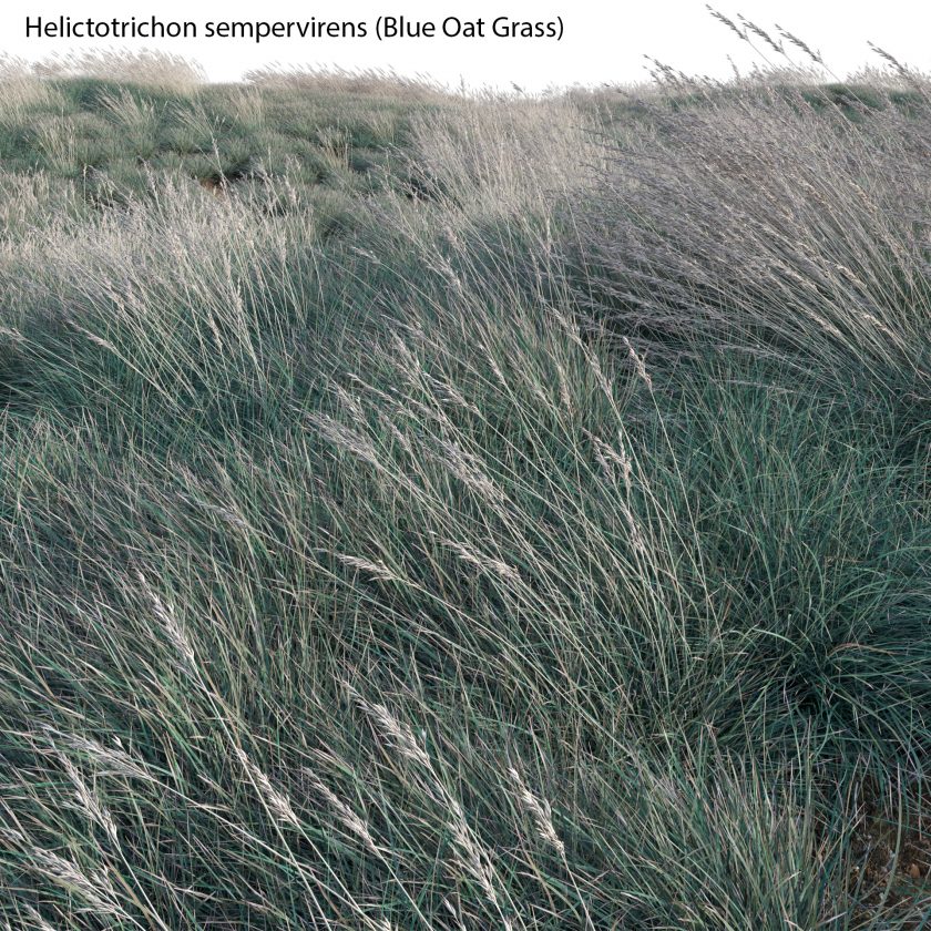 Helictotrichon sempervirens - Blue Oat Grass (3D Model) - 3DTree