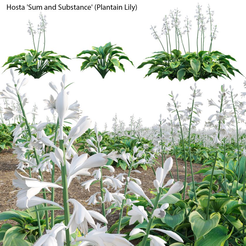 Hosta - Plantain Lily (3D Model) - 3DTree - Render: Vray/Corona Renderer