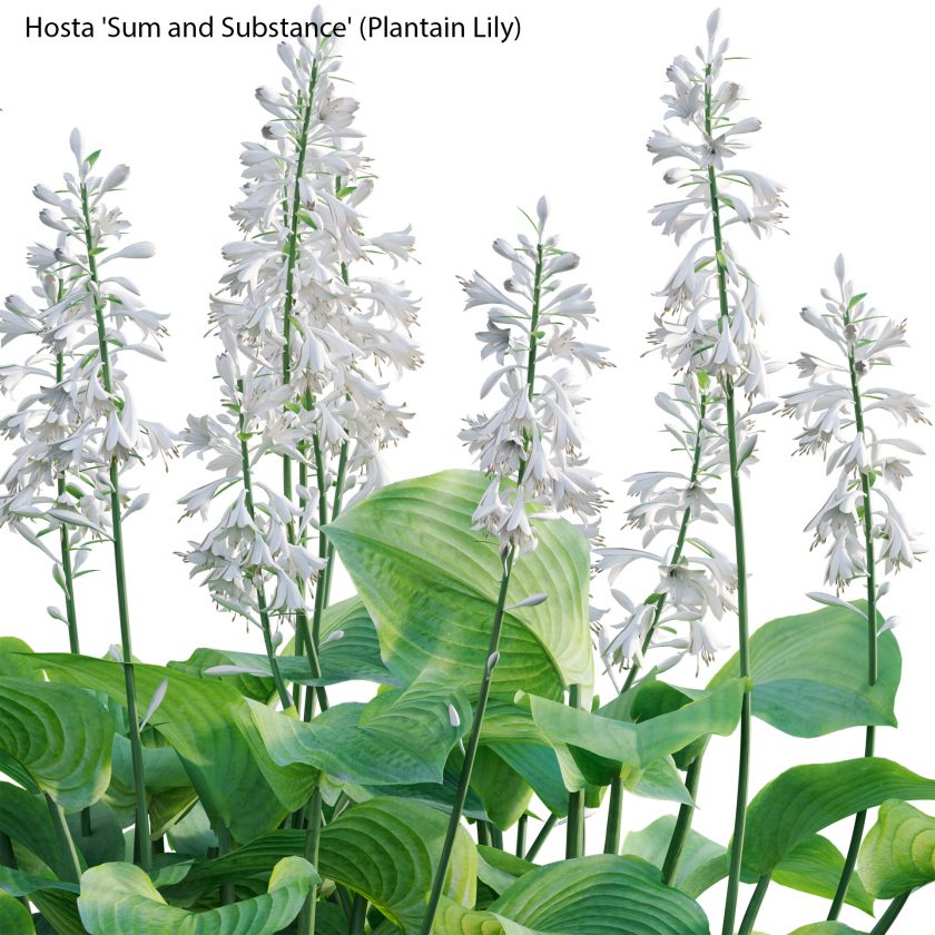 Hosta - Plantain Lily 02 (3D Model) - 3DTree - Vray/Corona Renderer