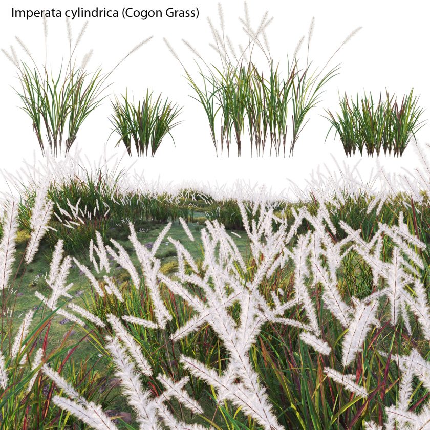 Imperata cylindrica - Cogon Grass (3D Model) - 3DTree