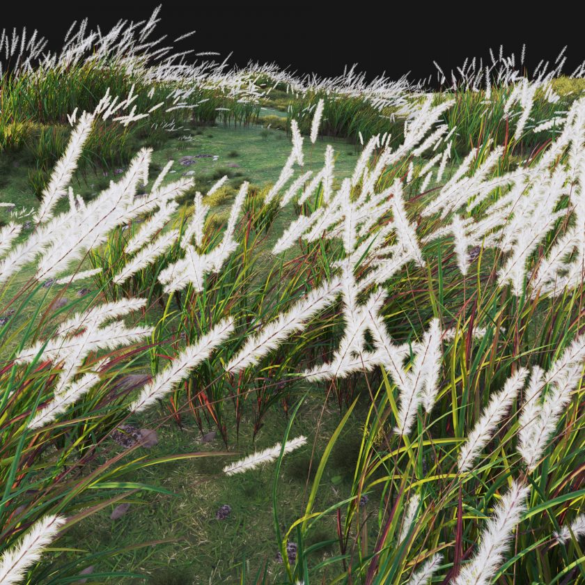 Imperata cylindrica - Cogon Grass (3D Model) - 3DTree