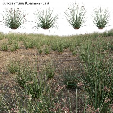 Juncus effusus - Common Rush (3D Model) - 3DTree