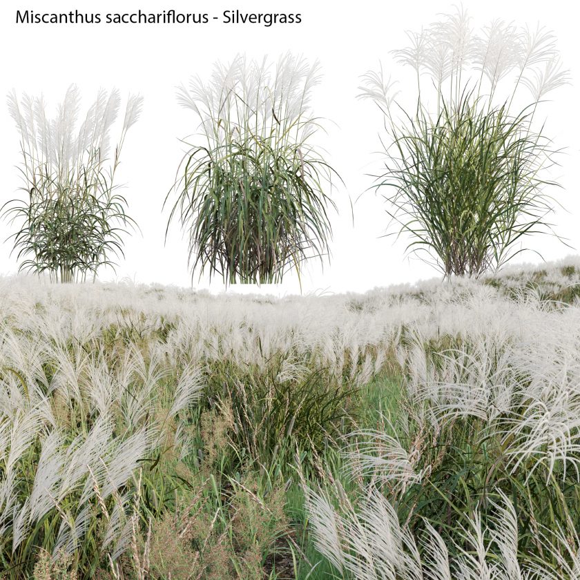 Miscanthus sacchariflorus - Silvergrass 02 (3D Model) - 3DTree
