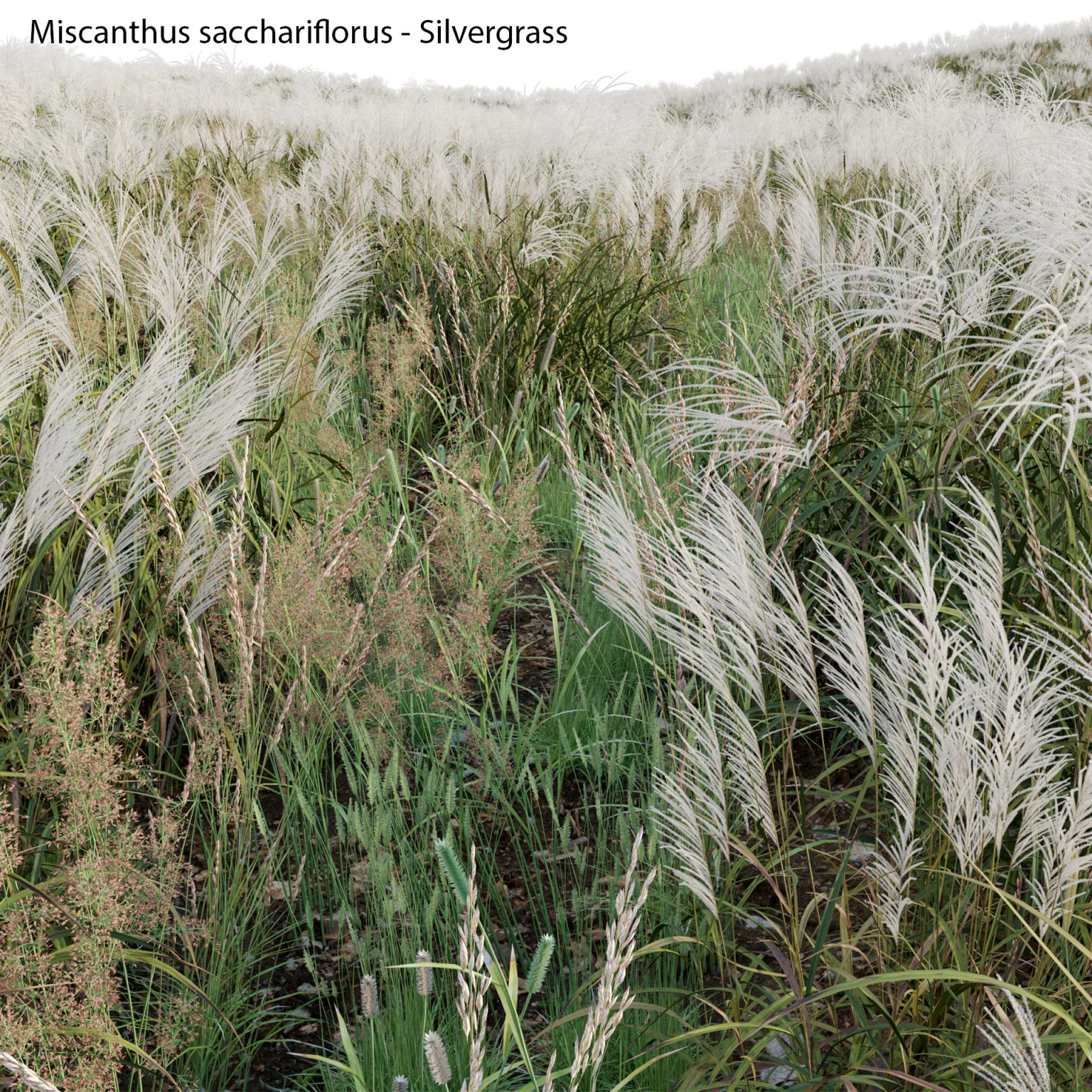 Miscanthus sacchariflorus - Silvergrass 02 (3D Model) - 3DTree