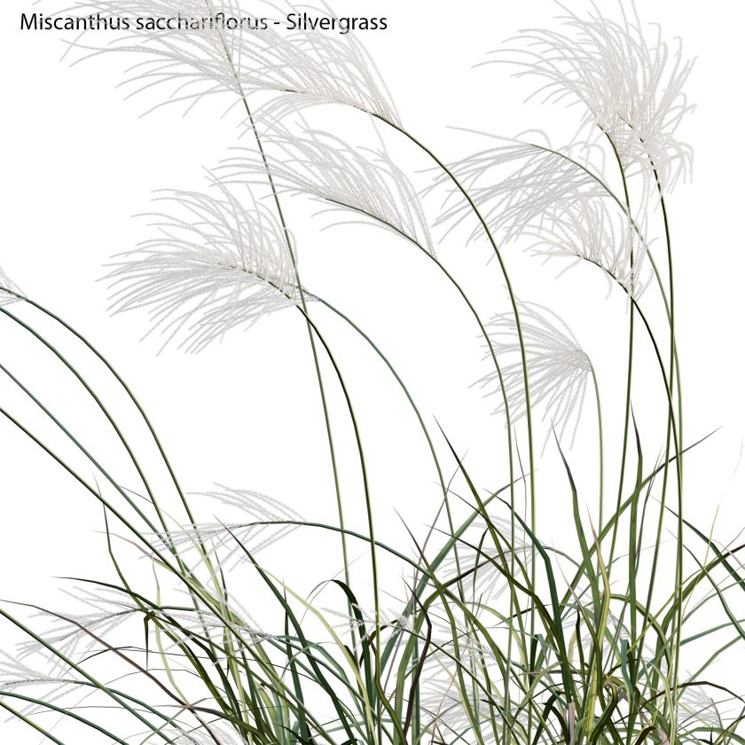 Miscanthus sacchariflorus - Silvergrass 02 (3D Model) - 3DTree