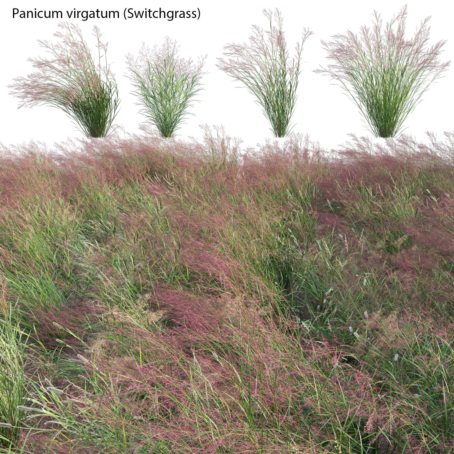 Panicum virgatum - Switchgrass (3D Model) - 3DTree